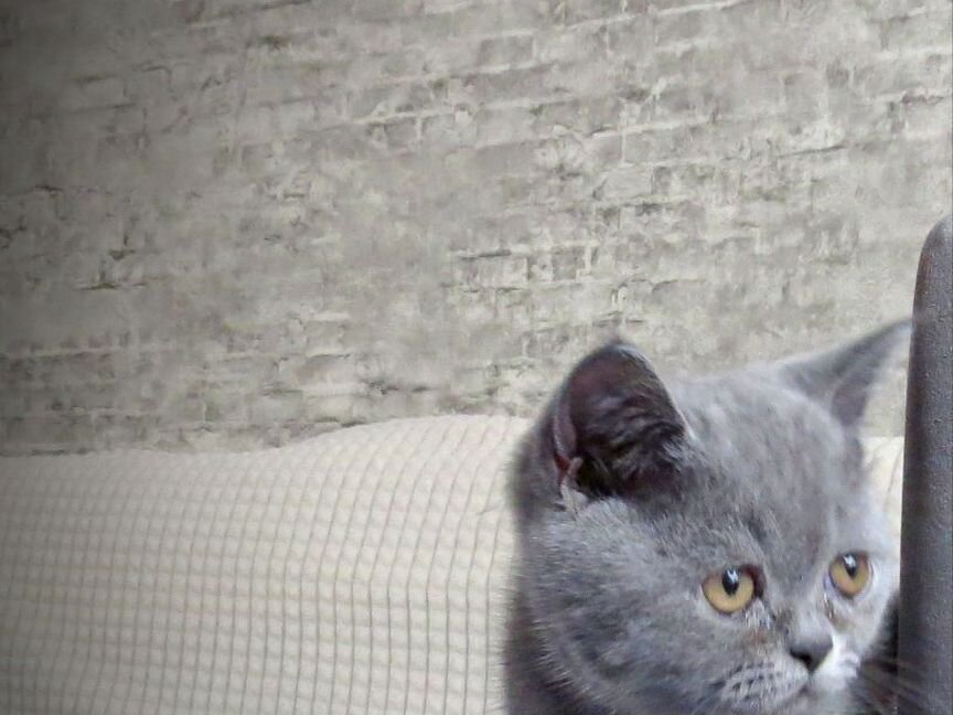 Британские котята
