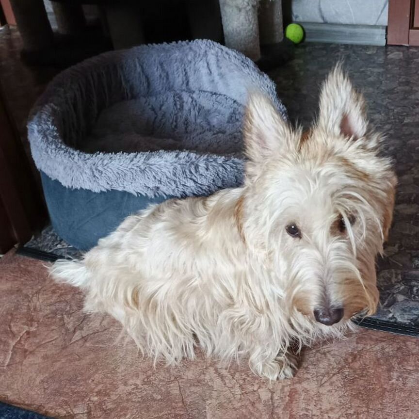 Шотландский терьер, взрослая собака