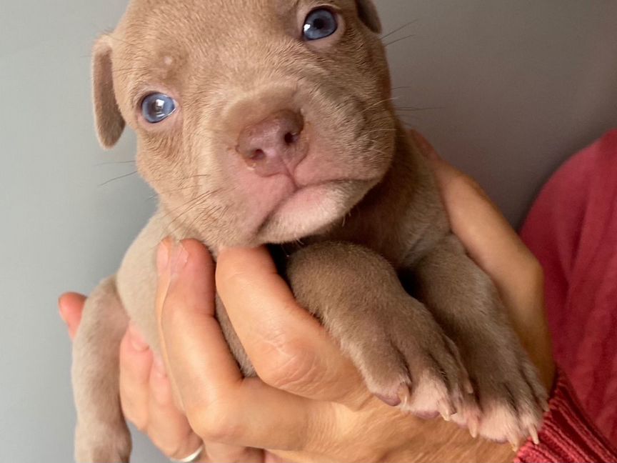 Американский булли classic