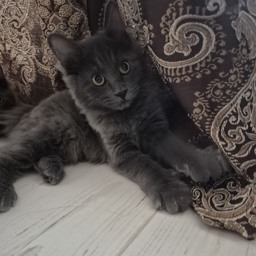 Малыши котята