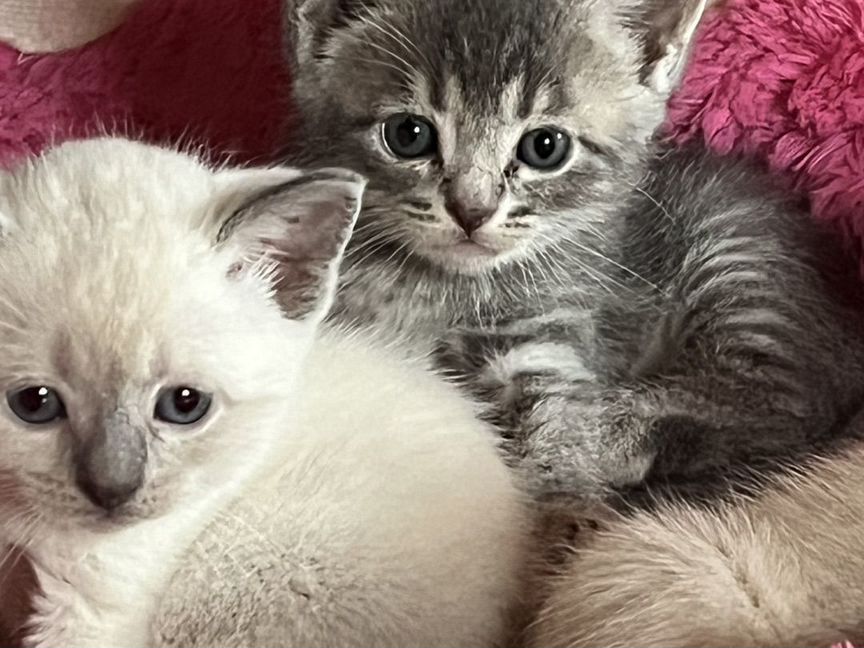 Британские котята