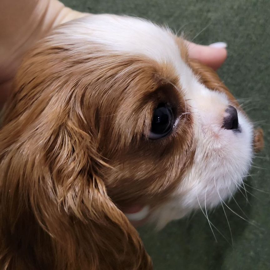 Кавалер кинг чарльз спаниель щенки