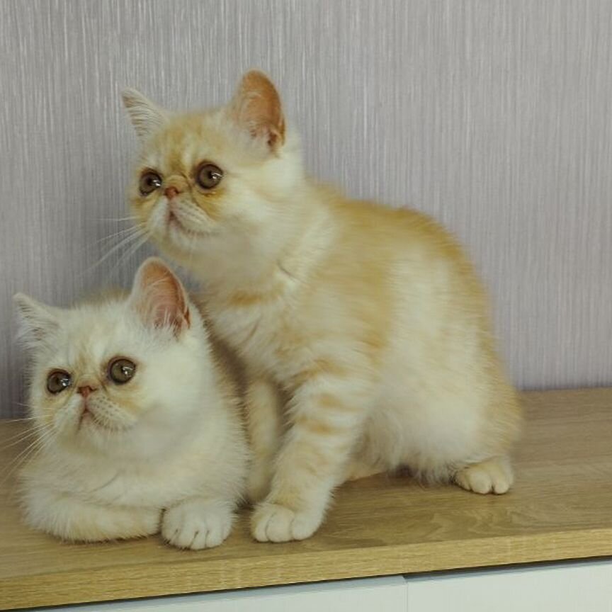 Экзотические котята