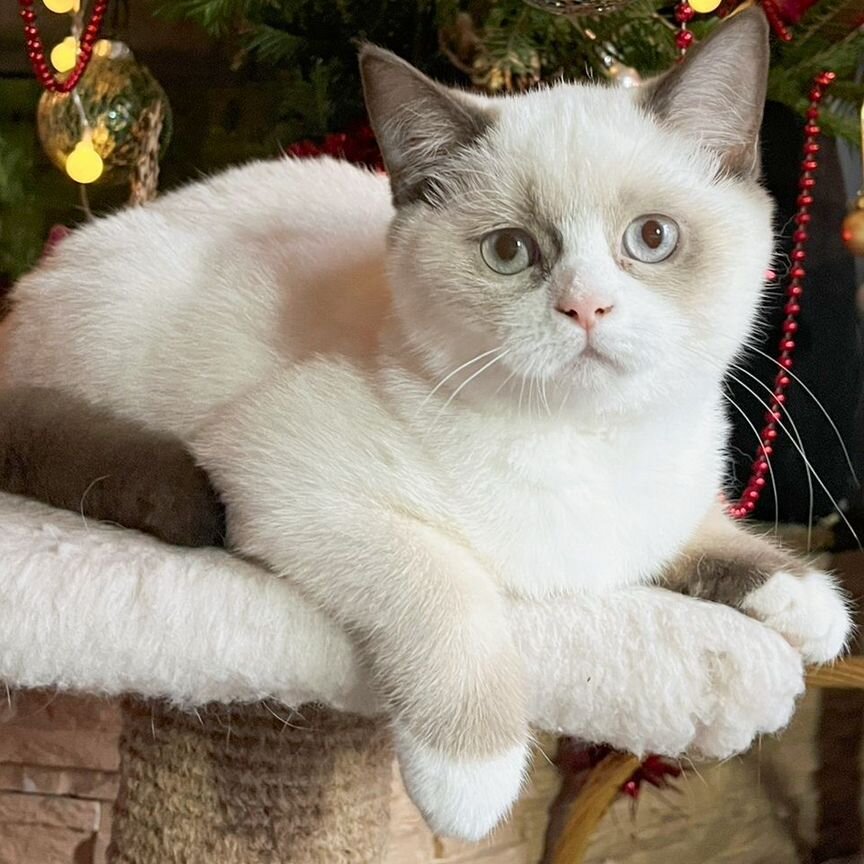Британский котенок шоколадный биколор пойнт