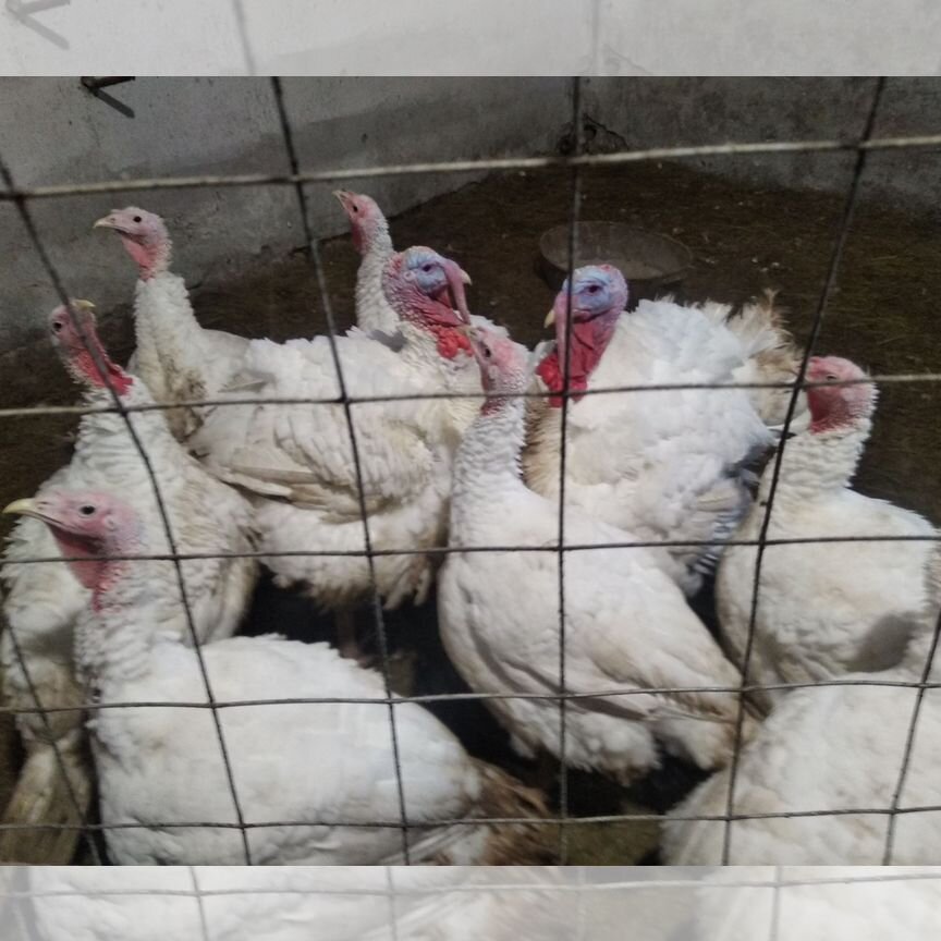 Индюки и гуси на мясо