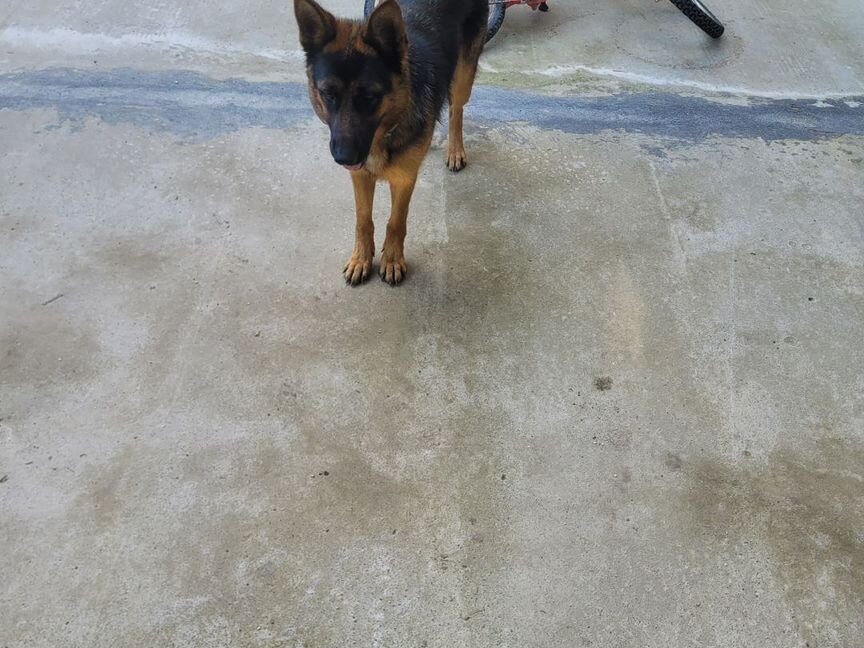 Собака в добрые руки отдам бесплатно