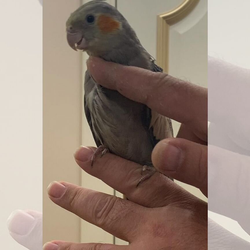 Попугай корелла