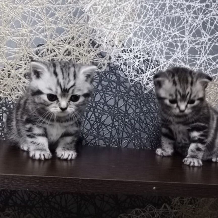 Котята скотиш страйт