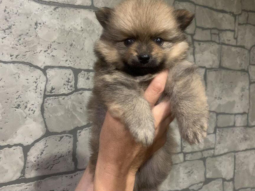 Щенки шпица