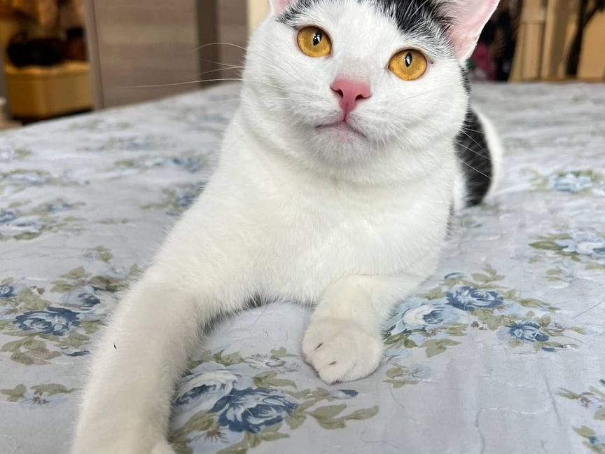 Кошка в дар
