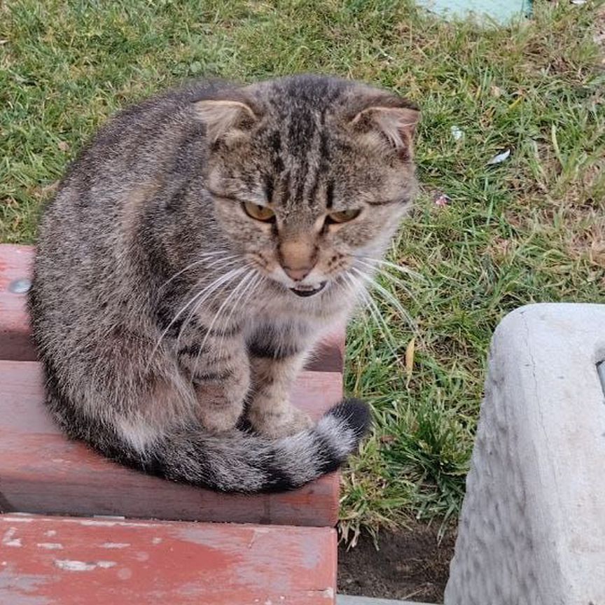 Отдам в добрые руки