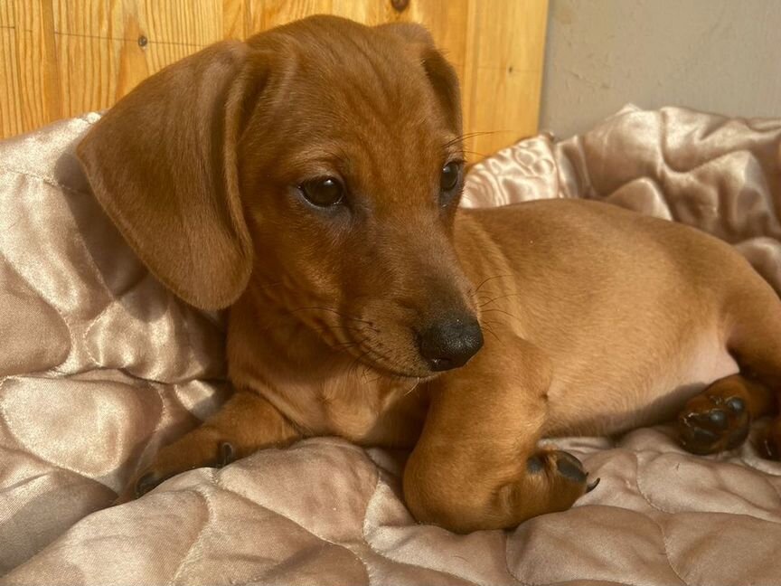 Щенки Стандартной Таксы (рыжие и черно-подпалые)