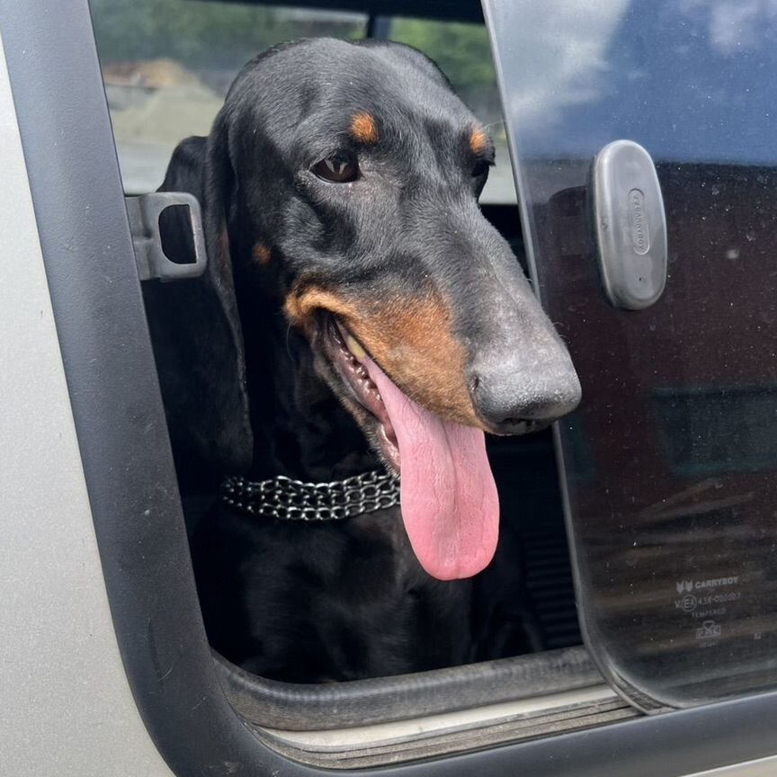 Такса, взрослый пёс