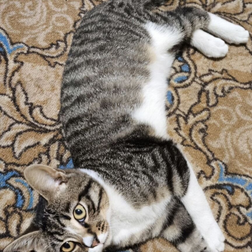 Котик в добрые руки
