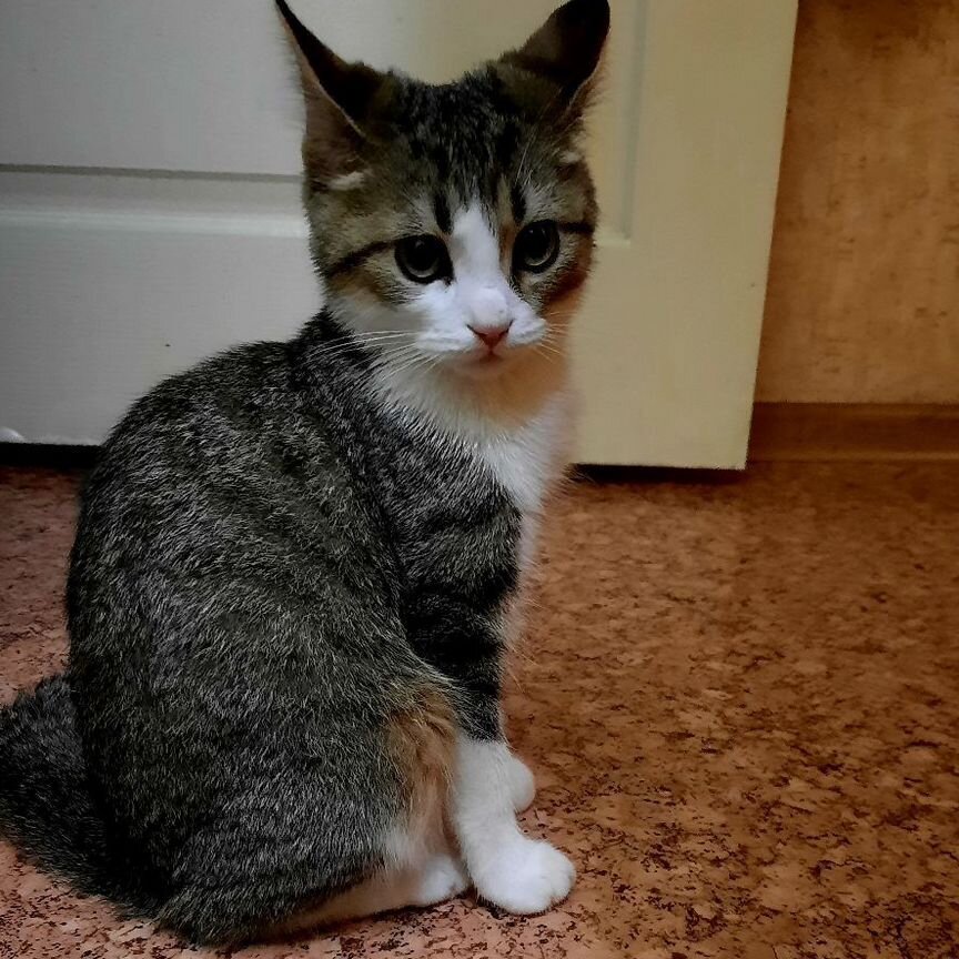 Котёнок в добрые руки