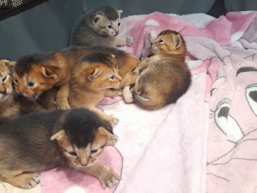 Абиссинские котята