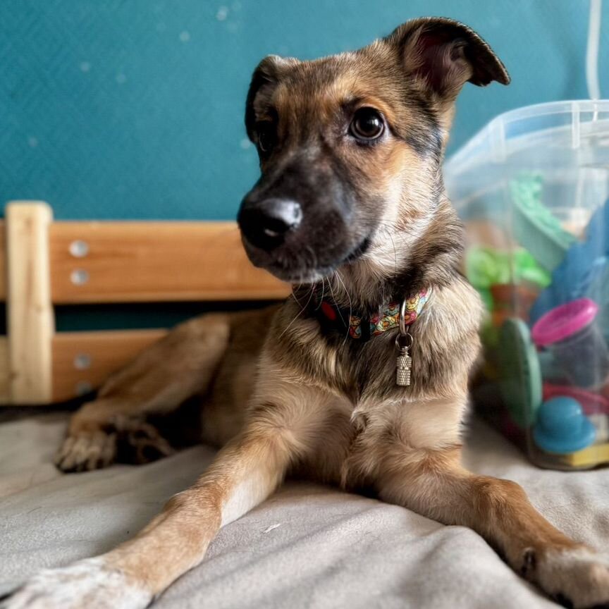 Щенок в добрейшие лапы хозяина