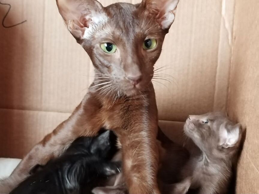 Ориентальные котята