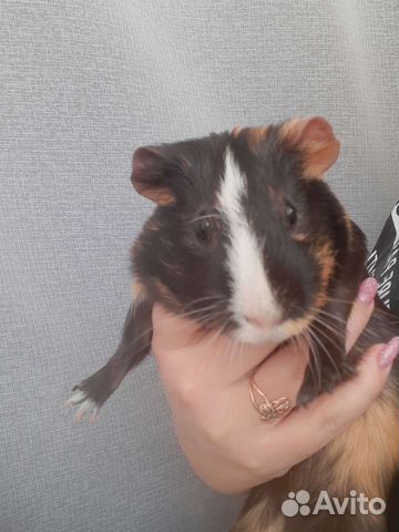 Морская свинка с клеткой