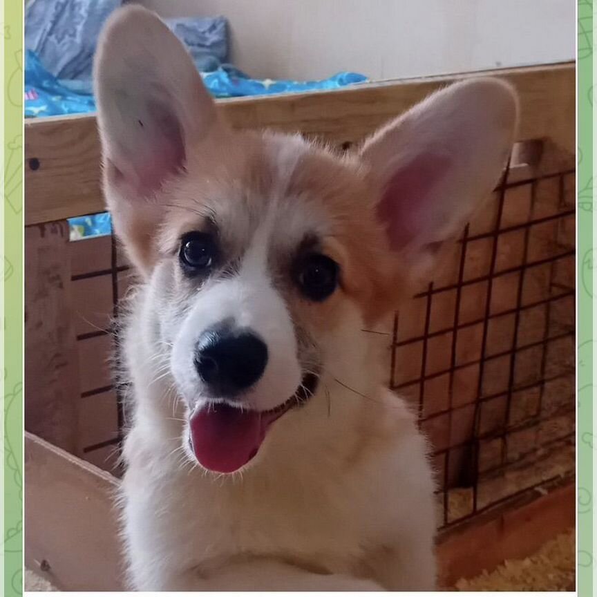 Вельш Корги Пемброк, щенок