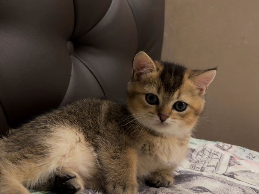 Котята манчкин