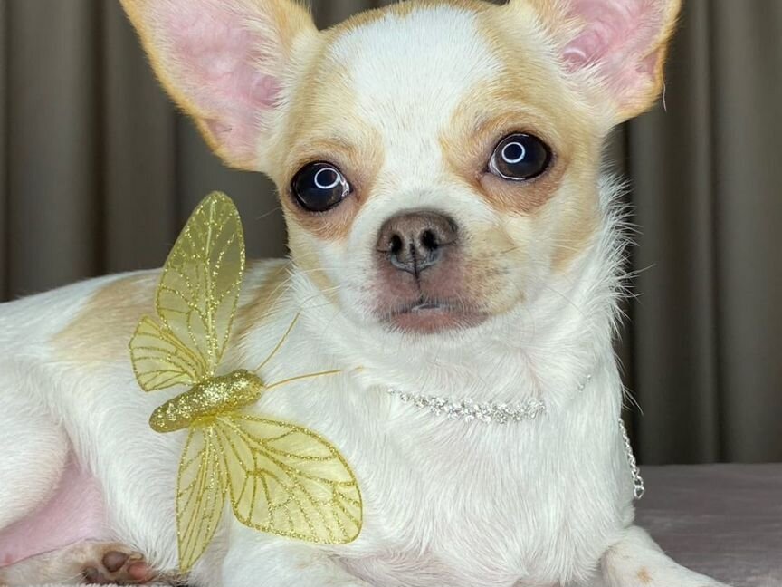 Чихуахуа девочка