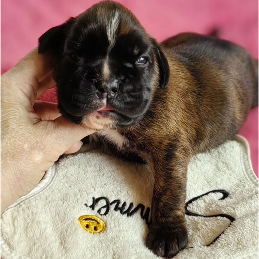 Боксер, щенок