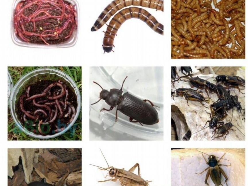 Кормовые насекомые сверчки, зоофобос и не только