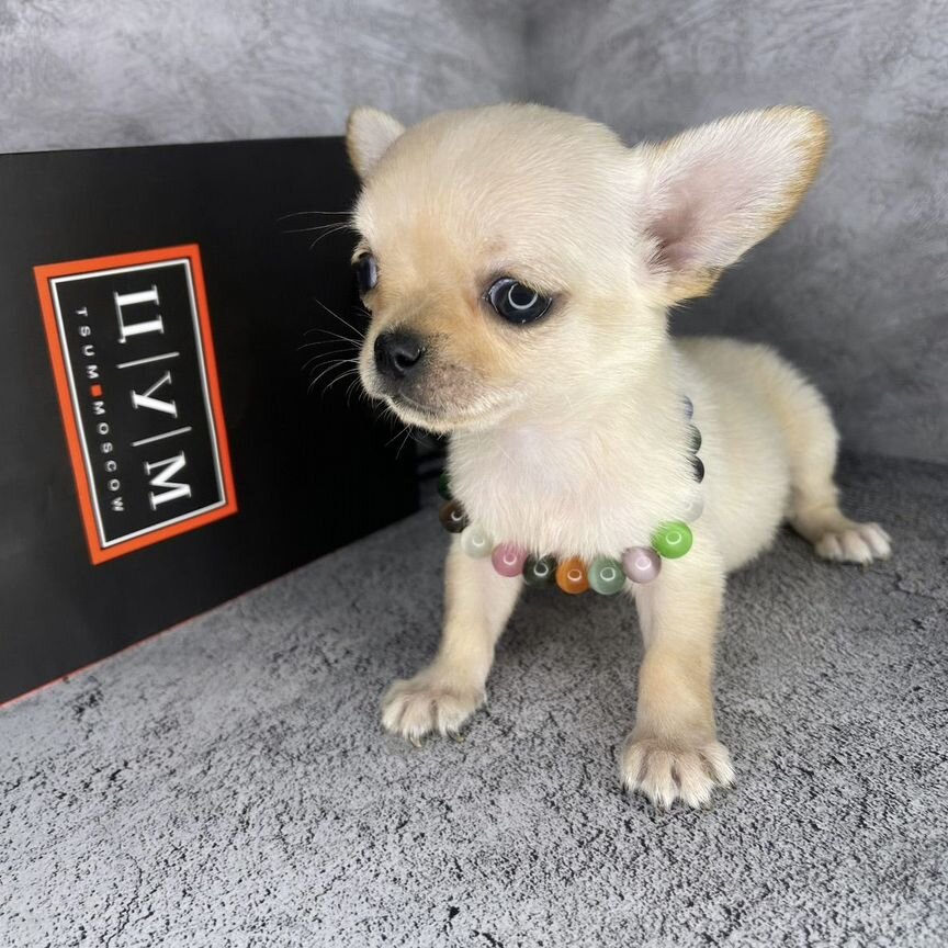 Super mini кукольный мальчик