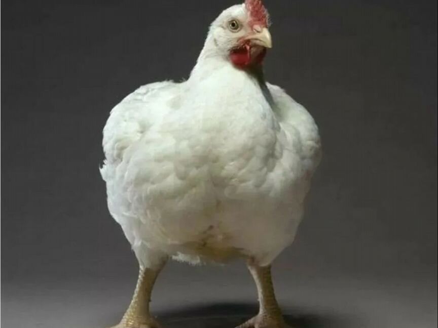 Куры бройлеры живым весом