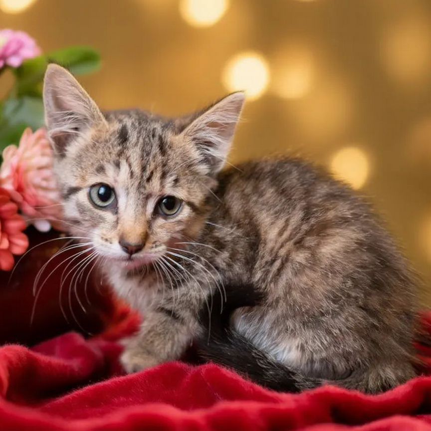 Азиатская табби котёнок