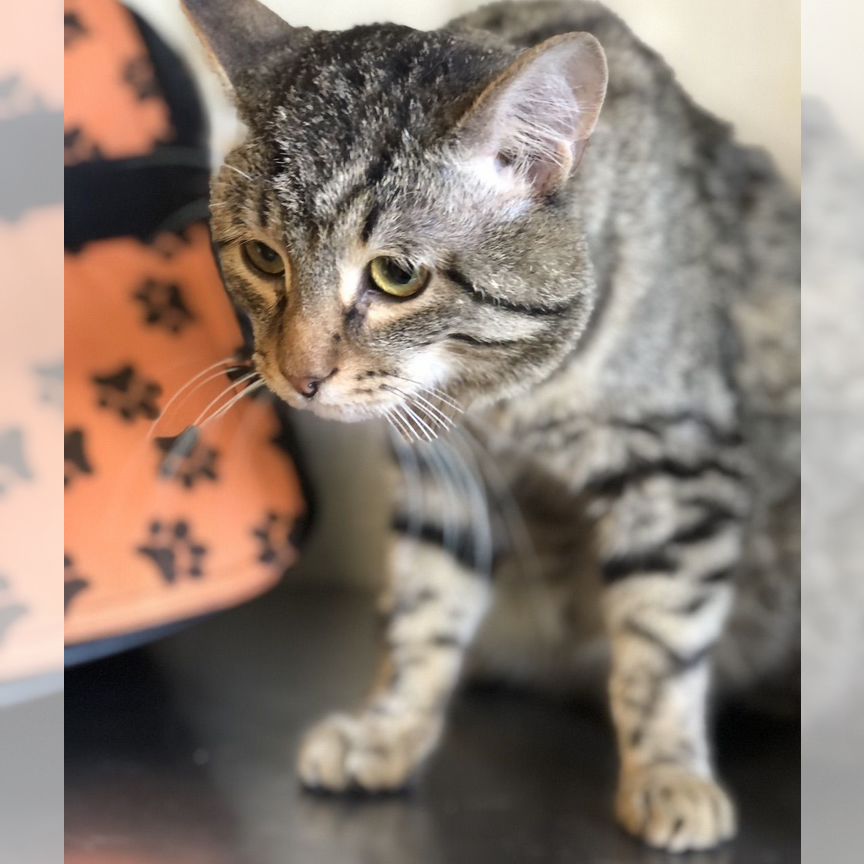 Кот в добрые руки