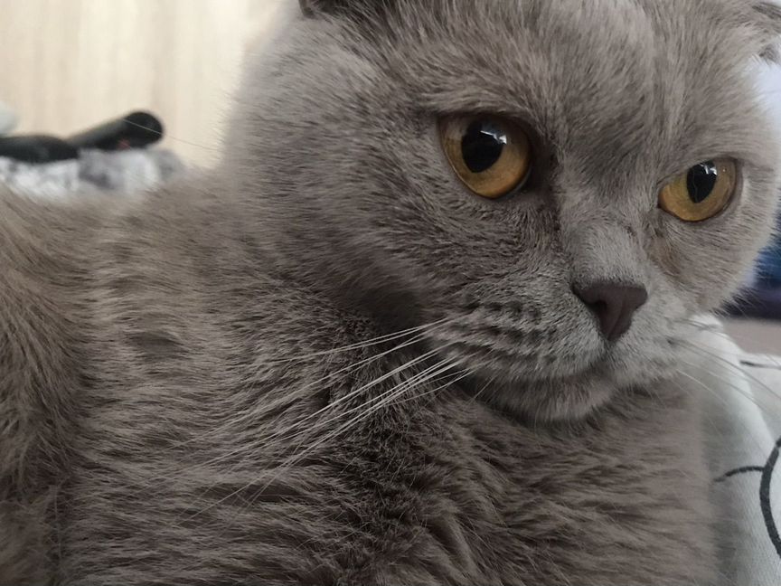 Шотландская вислоухая кошка