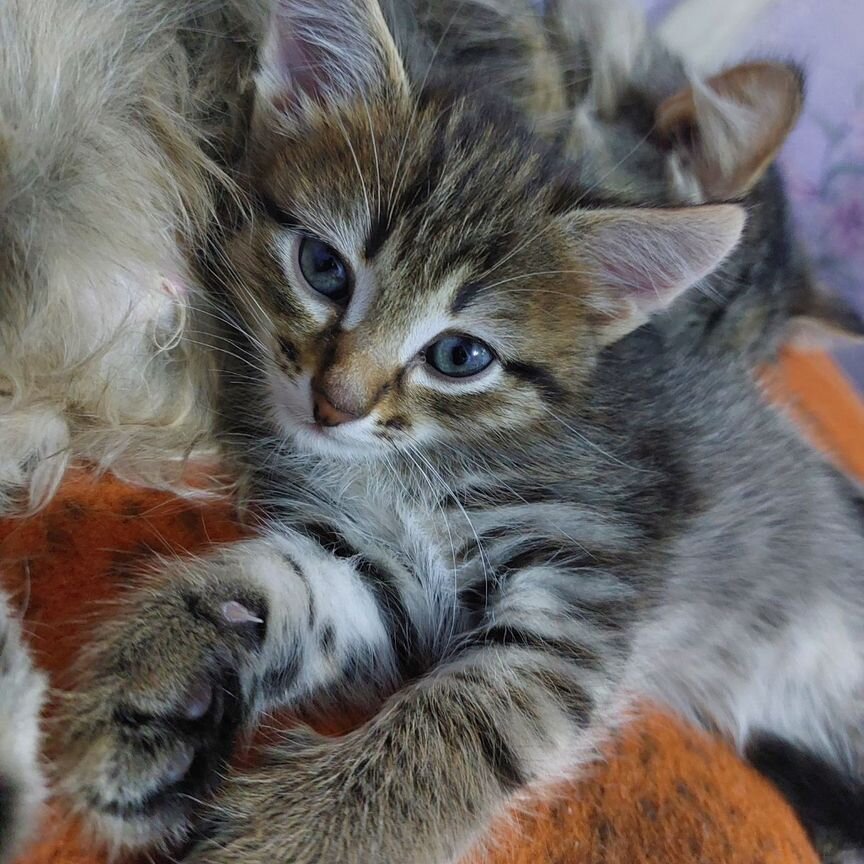 Котёнок