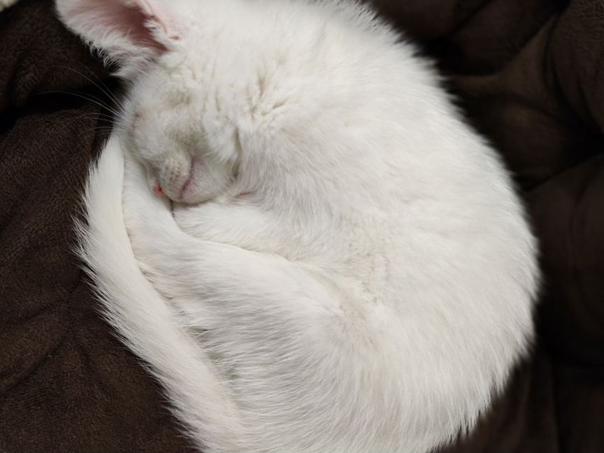 Белый котёнок