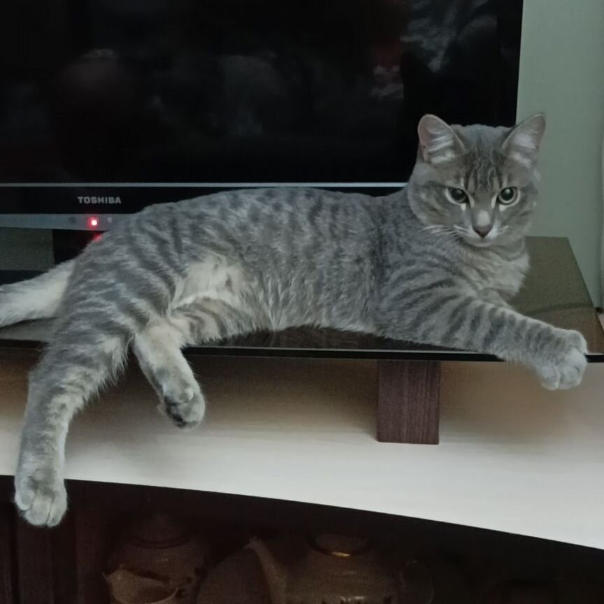 Отдам в добрые руки молодого котика
