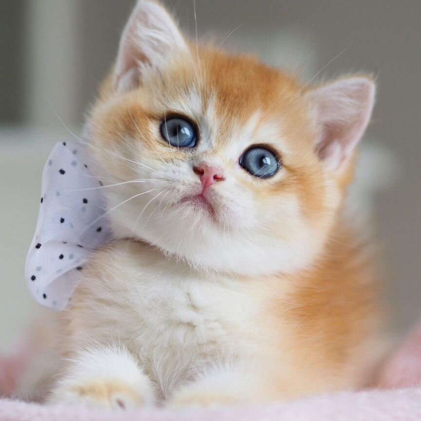 Британские котята золотая шиншилла