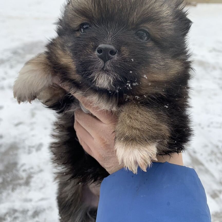 Щенки не растущие