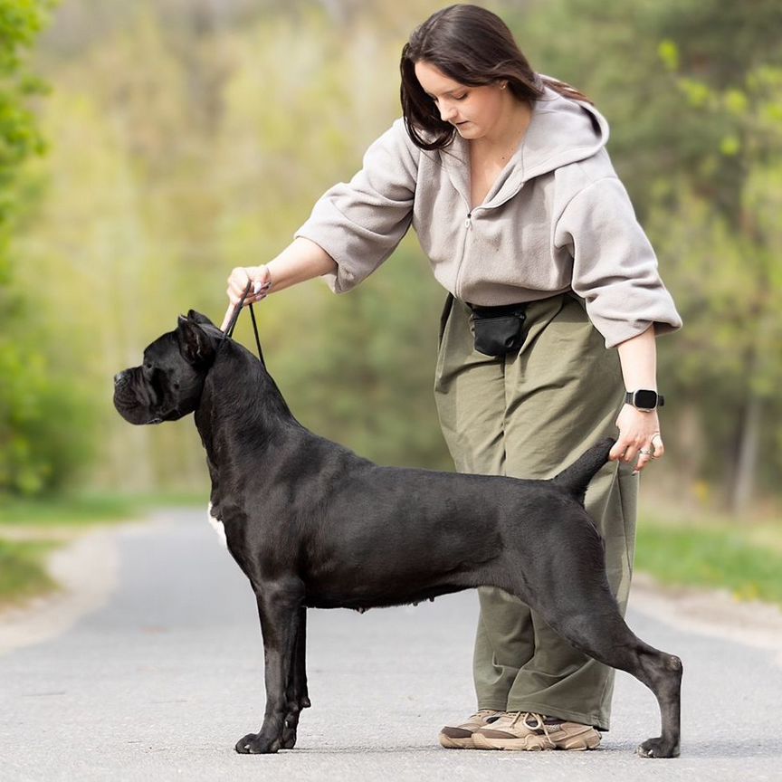 Кане-корсо, щенок