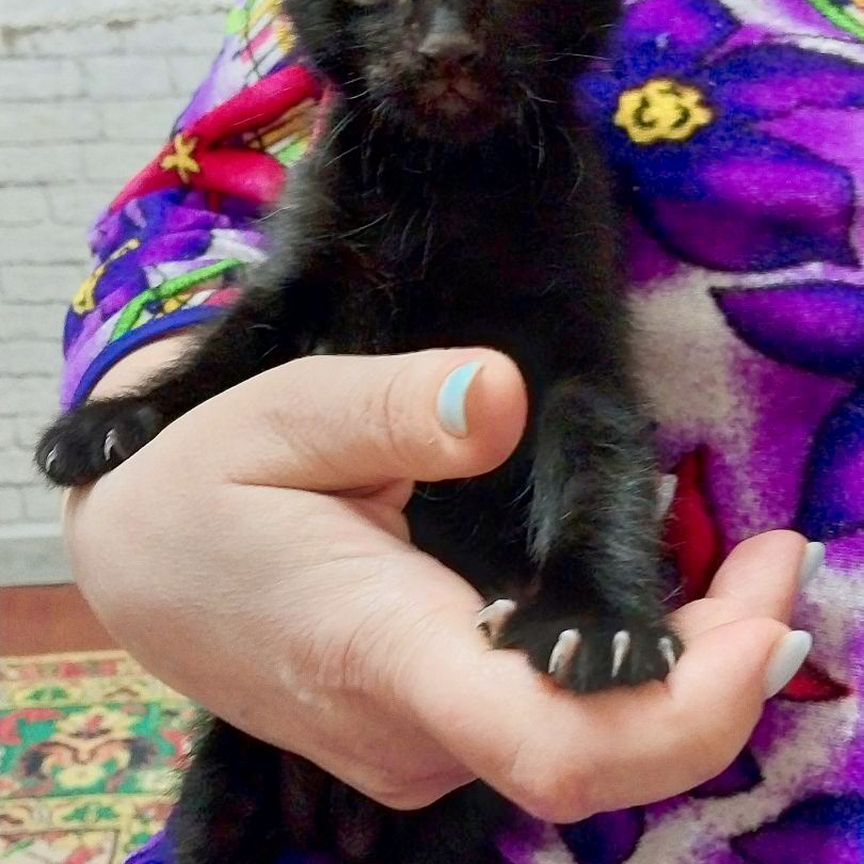 Отдам котят в добрые руки