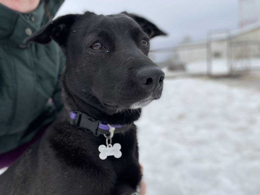 Маленькая собака