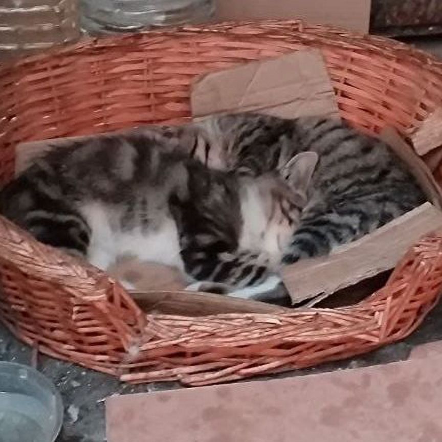 Двое котят в беде, ищем добрые ручки