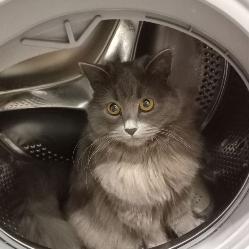 Отдам в добрые руки