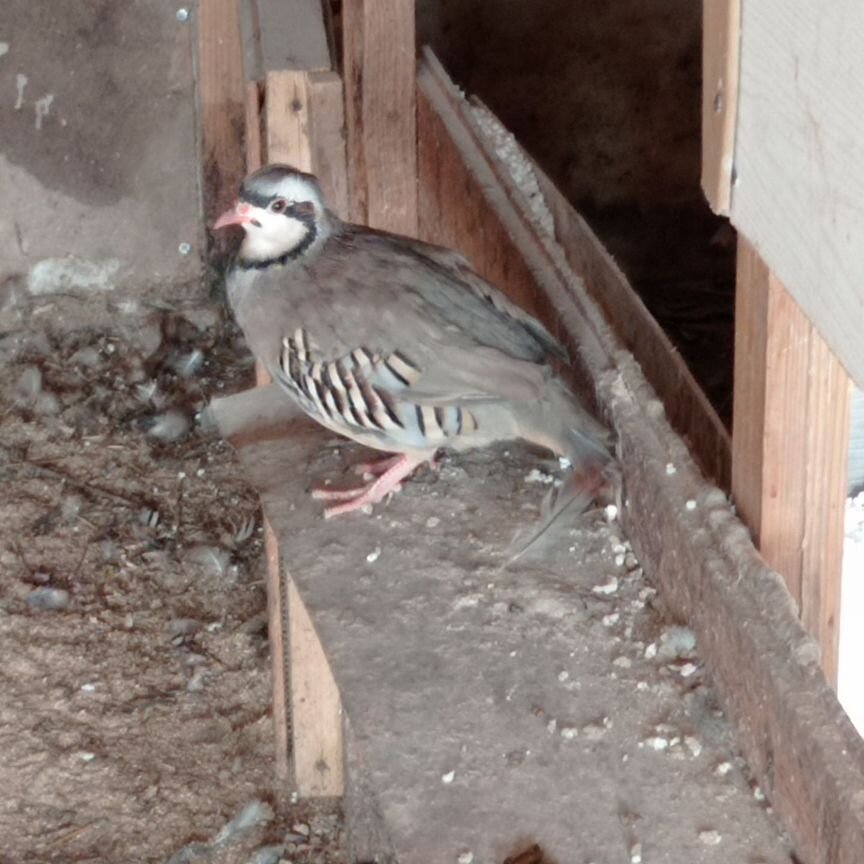 Кеклик куропатка,две пары