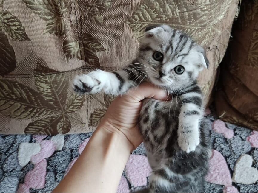 Котята шотладские на праздники