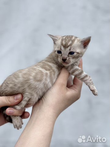 Бенгальская снежный минк в разведение