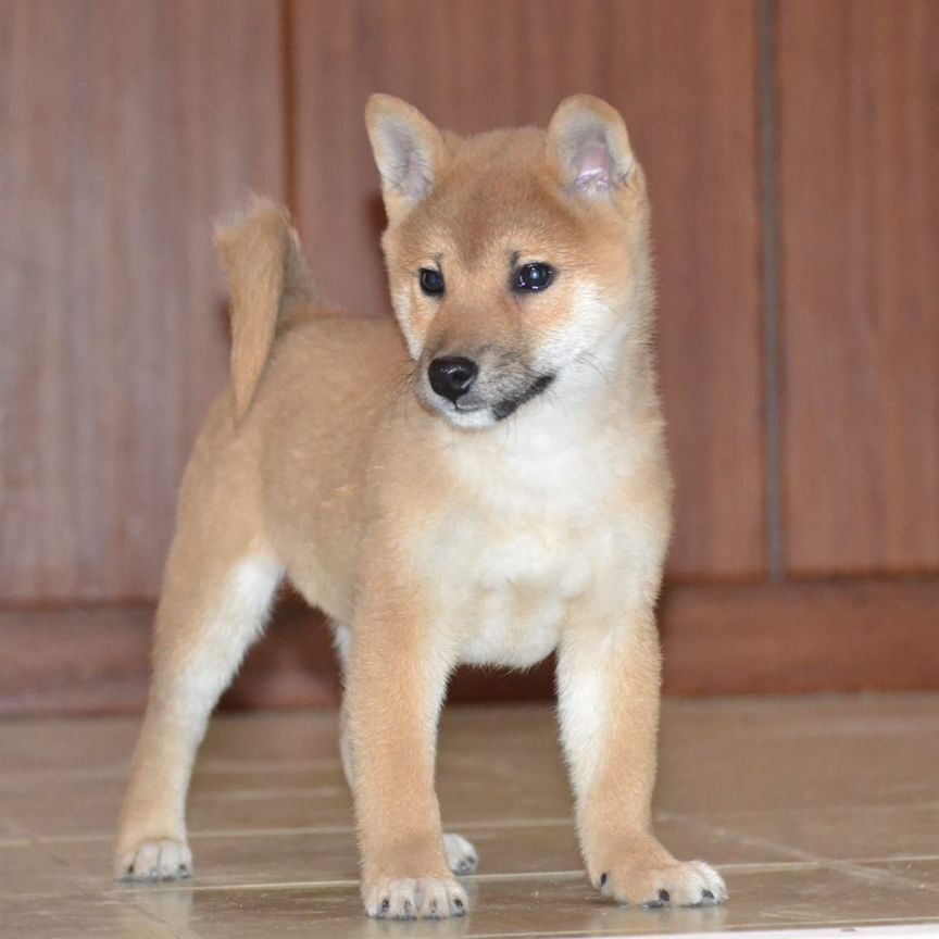 Мини мальчик сиба ину