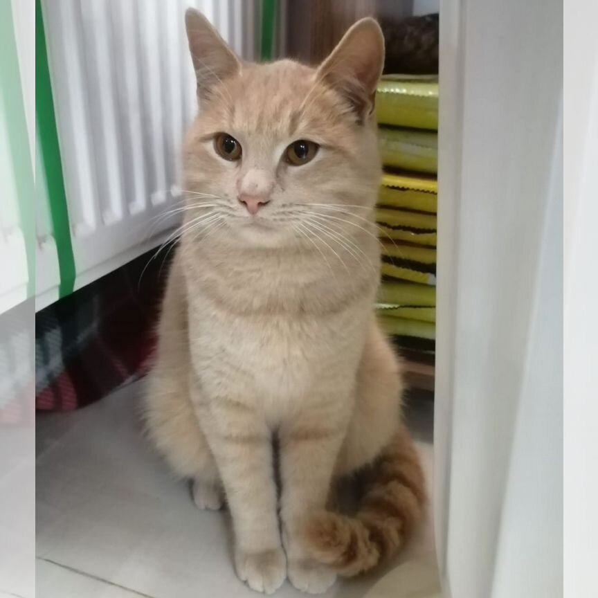 Красивый котик под елочку