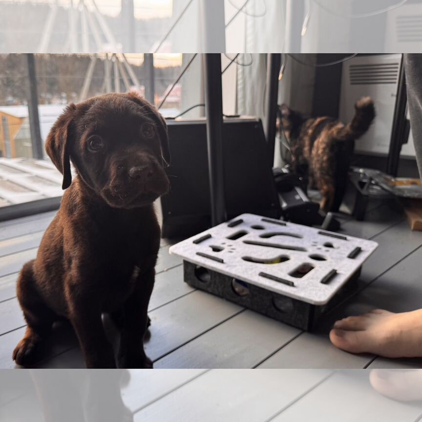 Лабрадор-ретривер, щенок