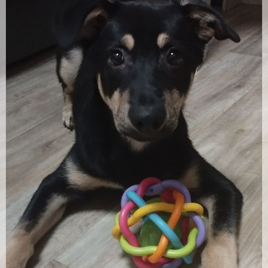 Австралийская овчарка, щенок